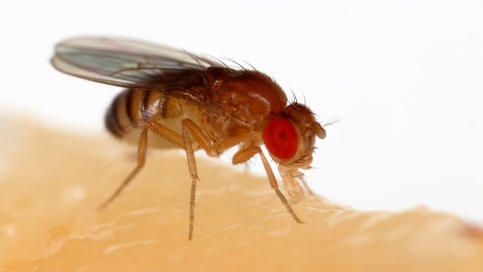 Consortium hunts new KRAS drugs with fruit flies and AI | pharmaphorum