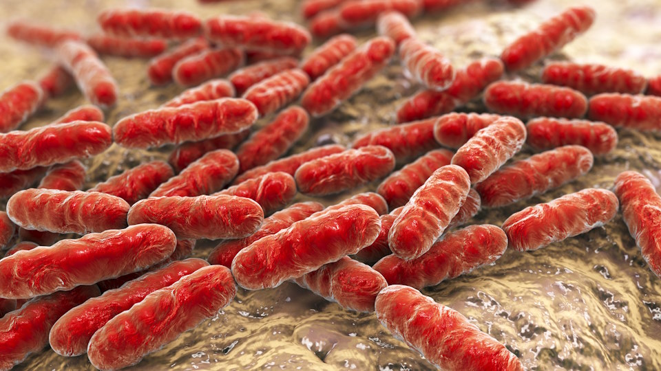 Valneva, LimmaTech ally on quest for first Shigella vaccine | pharmaphorum