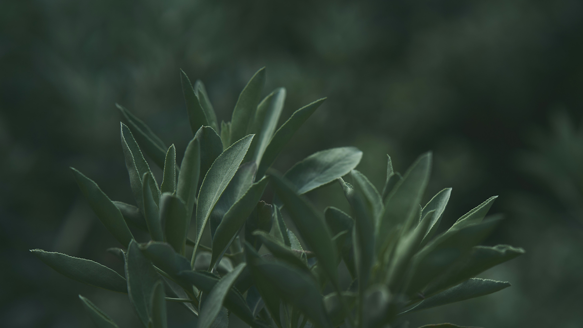 Biogen offers to buy out wilting Sage for $442 million | pharmaphorum