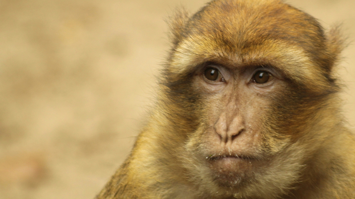 FDA takes steps to limit non-human primate testing | pharmaphorum