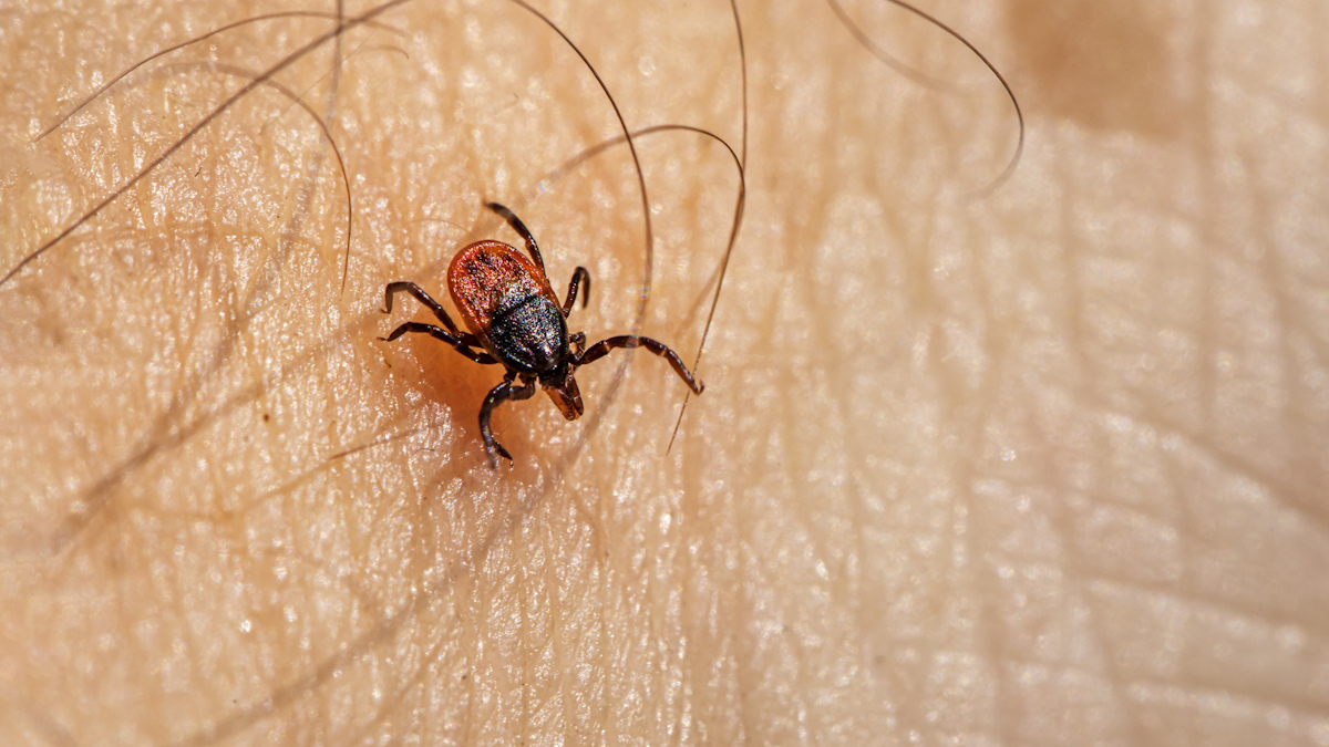 Pfizer, Valneva shrug off phase 3 Lyme disease vaccine miss | pharmaphorum