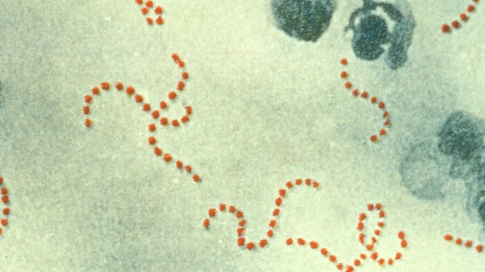 Philanthropic drive puts $140m behind strep A vaccine | pharmaphorum